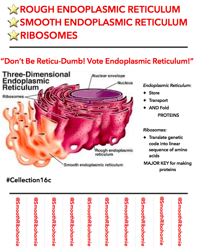 Information About The Smooth Endoplasmic Reticulum And Its Functions
