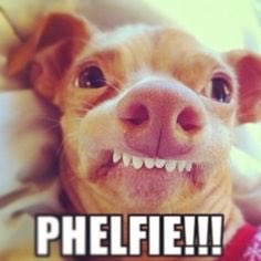 Phelfie Dog