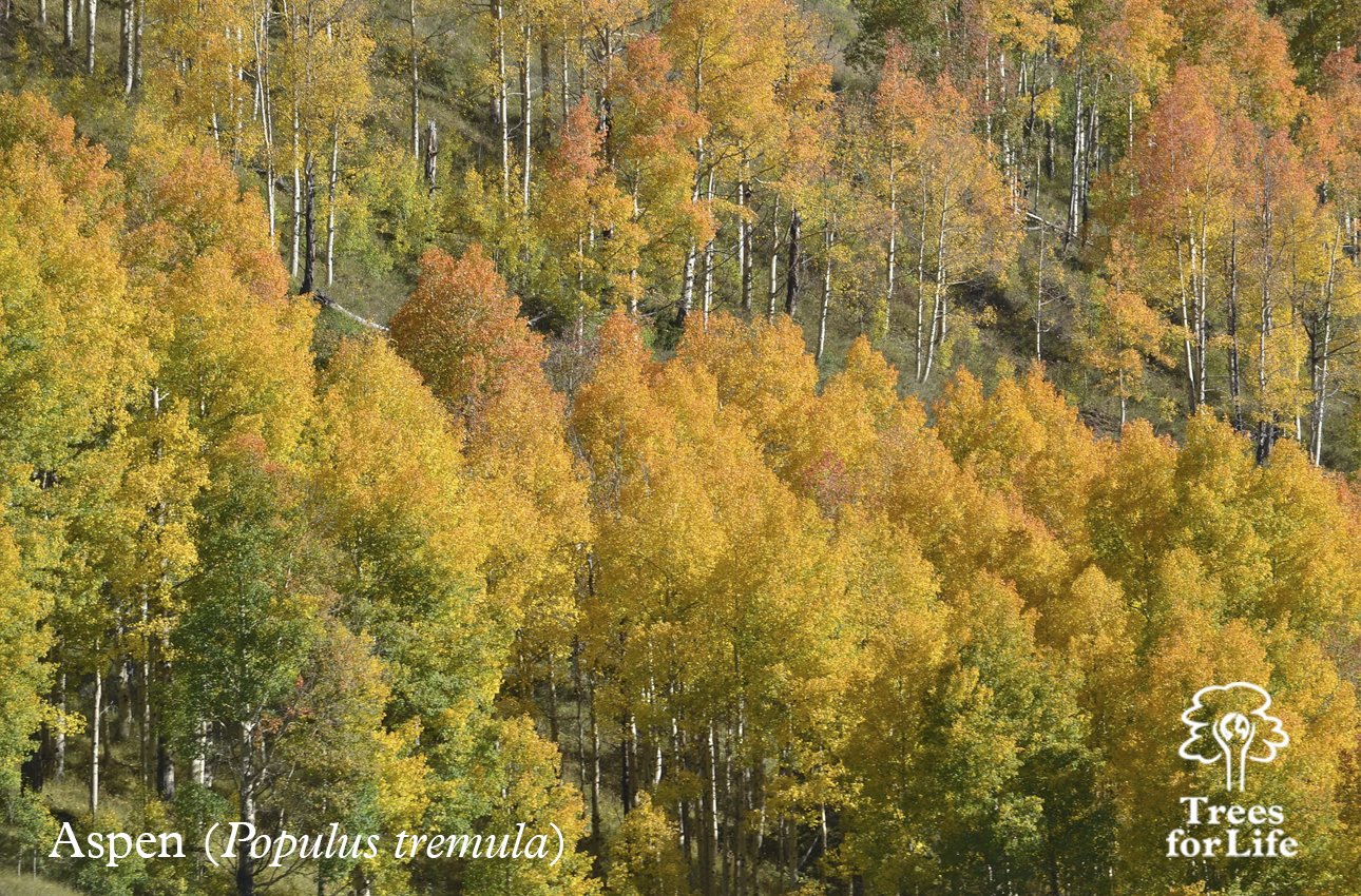 Pando Aspen Colony Utah