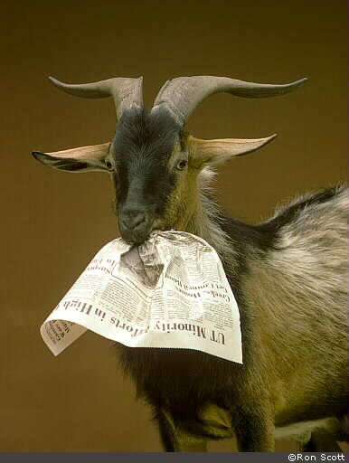 Really High Goat Meme