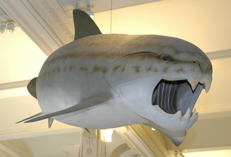 Dunkleosteus is an armored fish that went extinct at the end of the ...