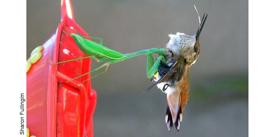 Praying Mantis Eating Hummingbird