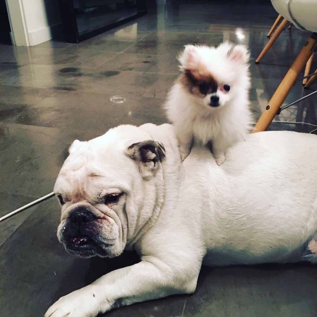 Rob Dyrdek Meaty Puppy