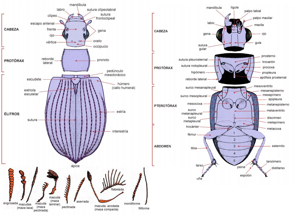Diagrama De Ojo De Insecto