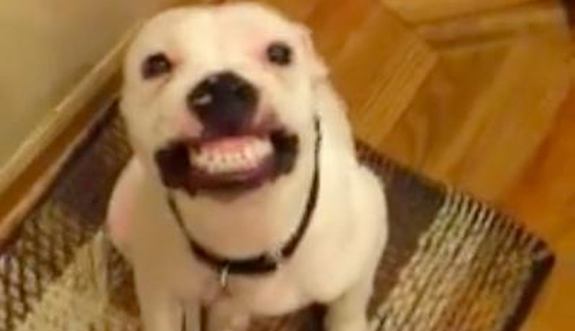 Can Dogs Actually Smile