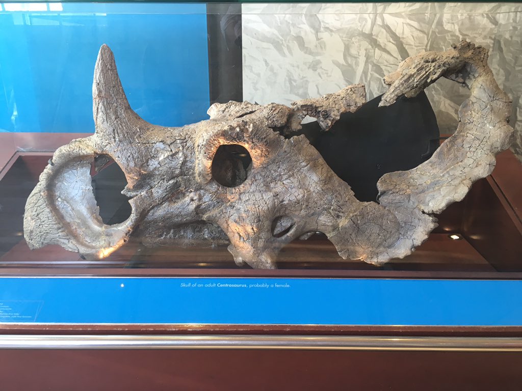 Centrosaurus Skull