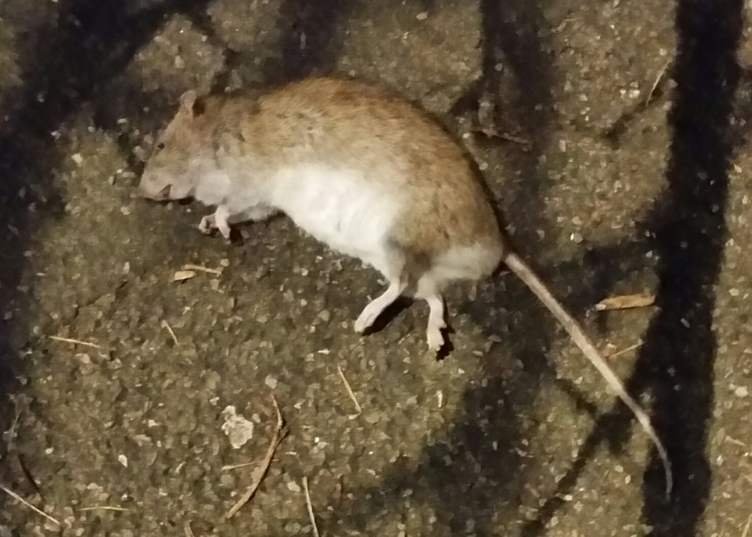 Big Dead Rat