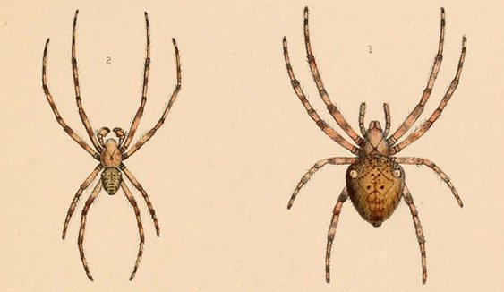 Araneus Cavaticus