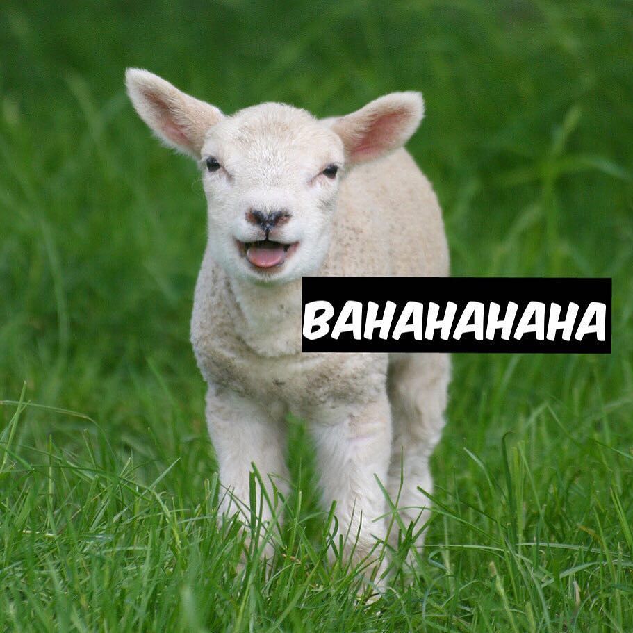 Bahahaha Meme