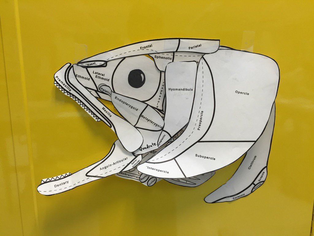 Tuna Fish Skeleton Anatomy