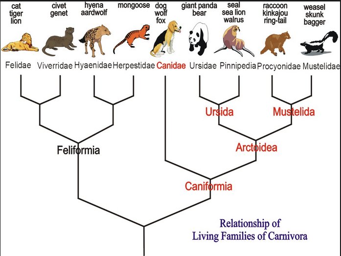 Genetic Tree Of Dogs