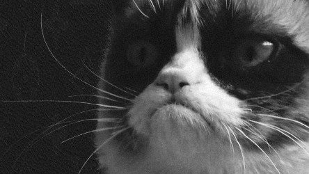 Grumpy Cat Clap Gif