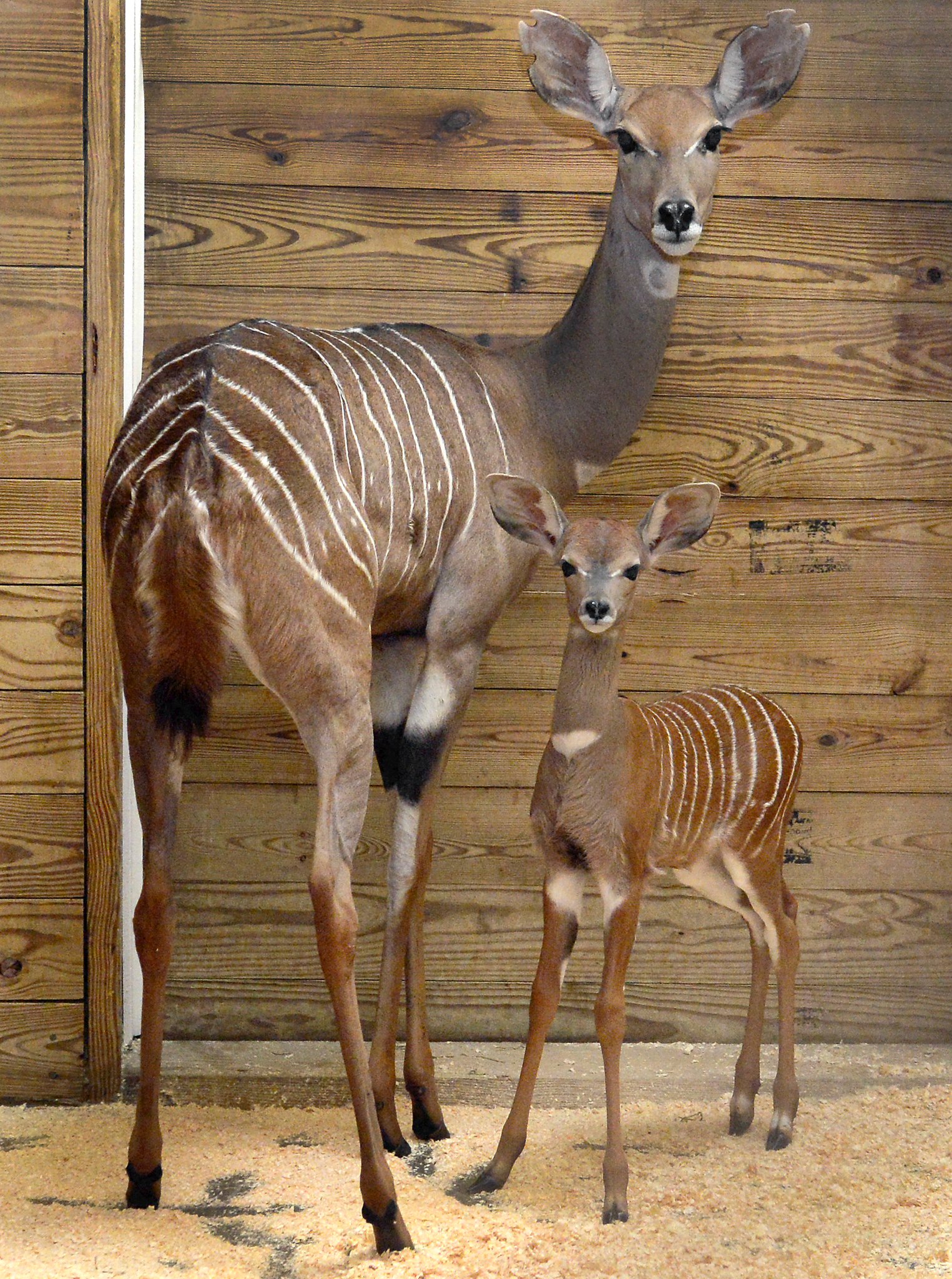 Baby Kudu