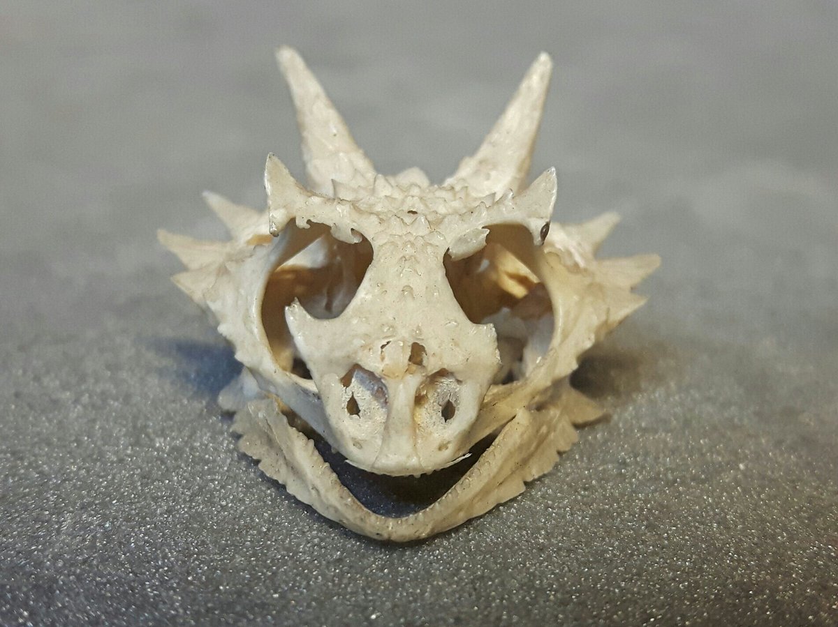 Horned Lizard Skull