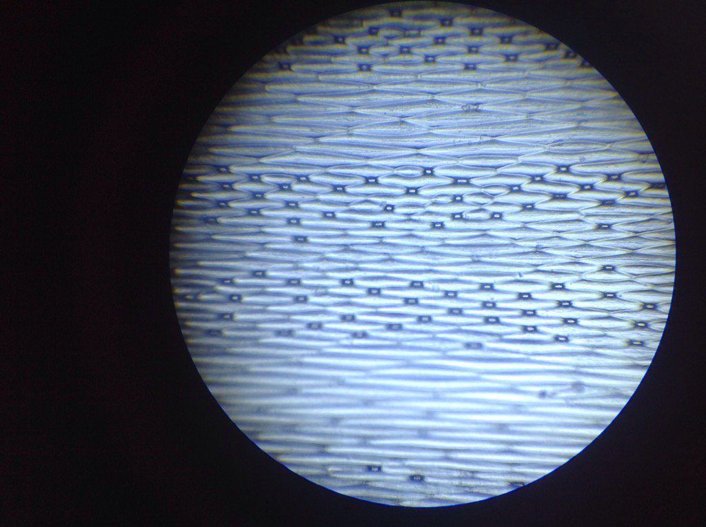 Plant Stomata Microscope Natural Microscopic Preparation Tissue Plant