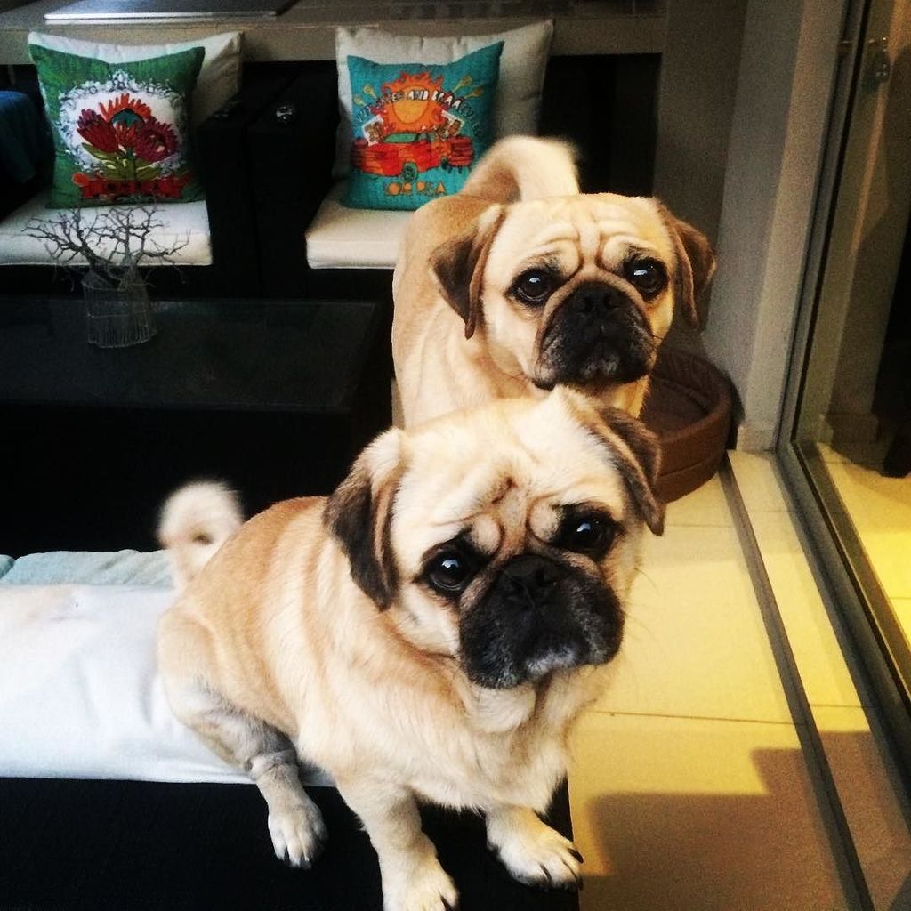 Are Pugs Barkers
