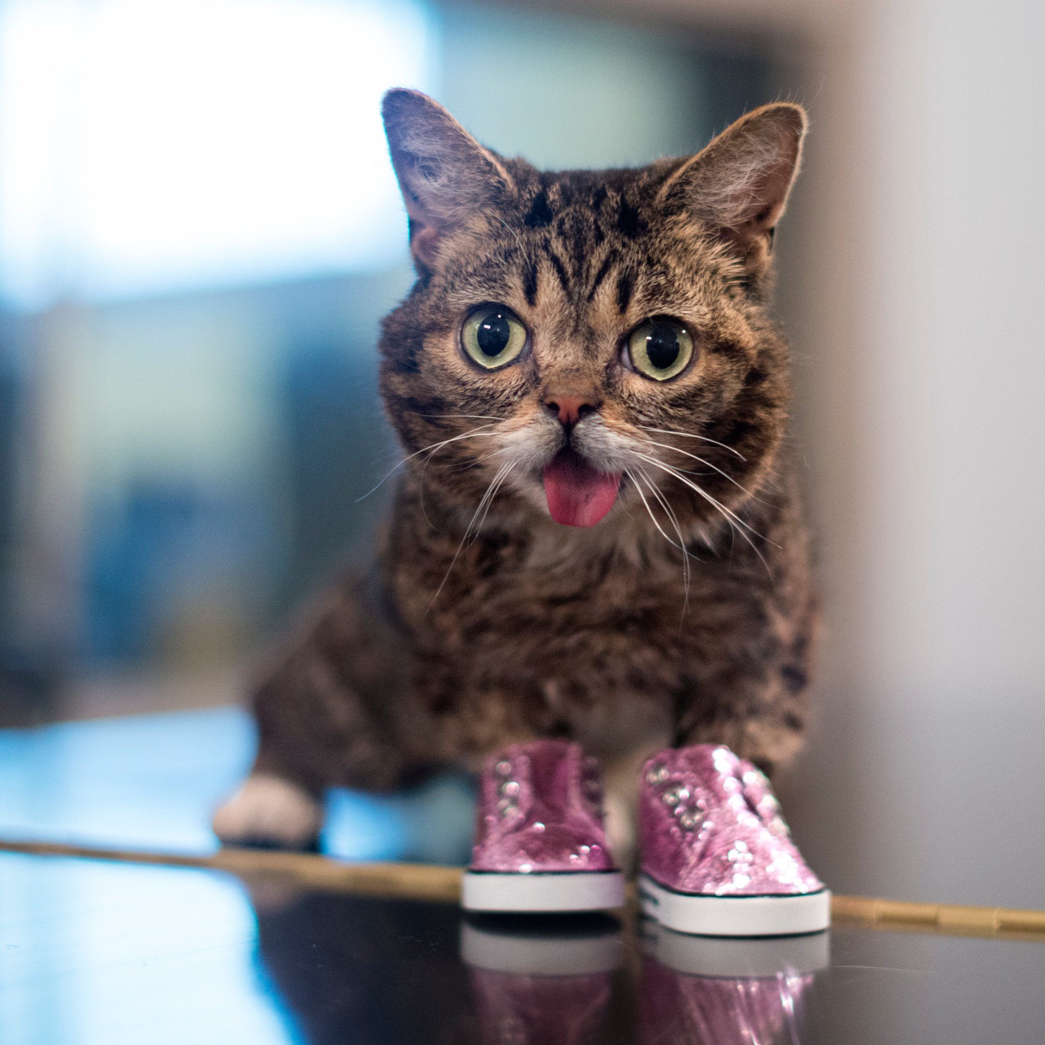 Lil Bub Wallpaper