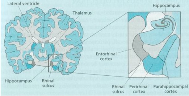 Rhinal Cortex Sectioned View