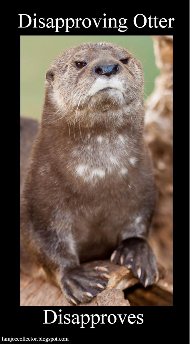 Disapproving Otter