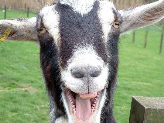 This sound of a laughing goat is all you need to hear today! you're ...