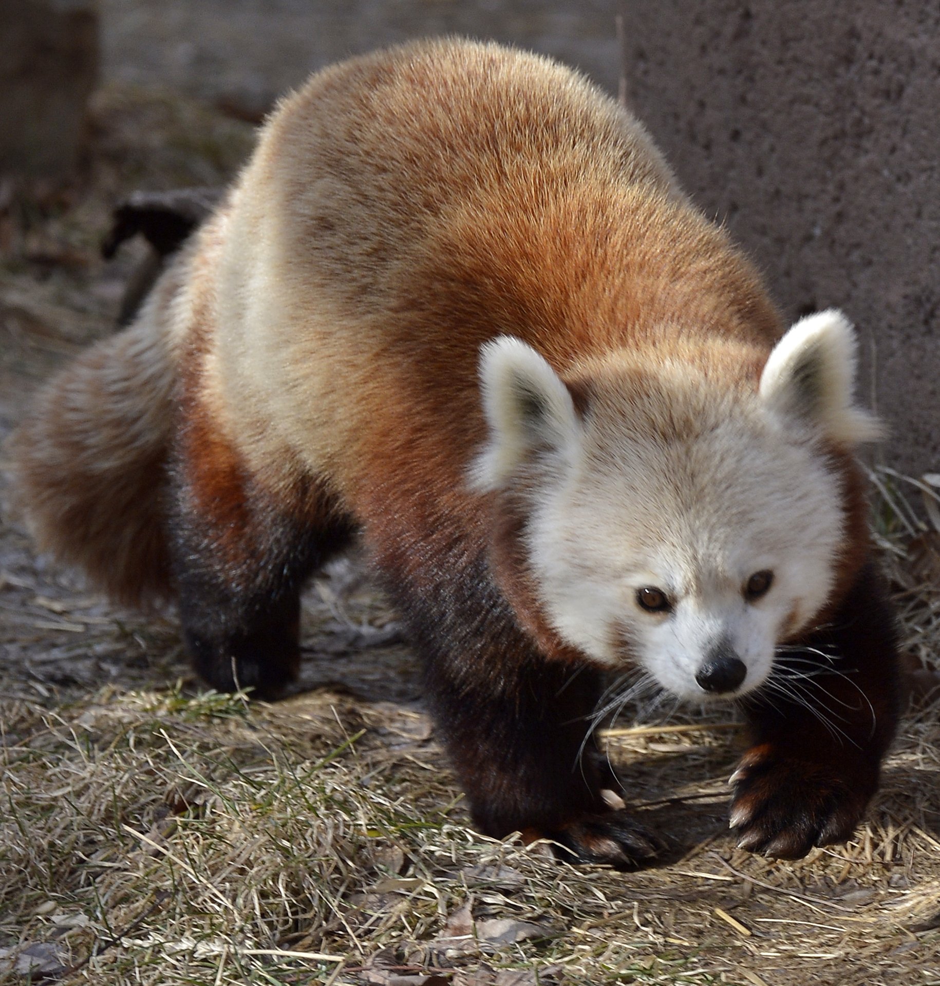 Red Panda Relatives