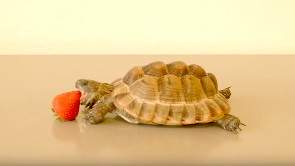 Baby Turtles Eating Strawberry