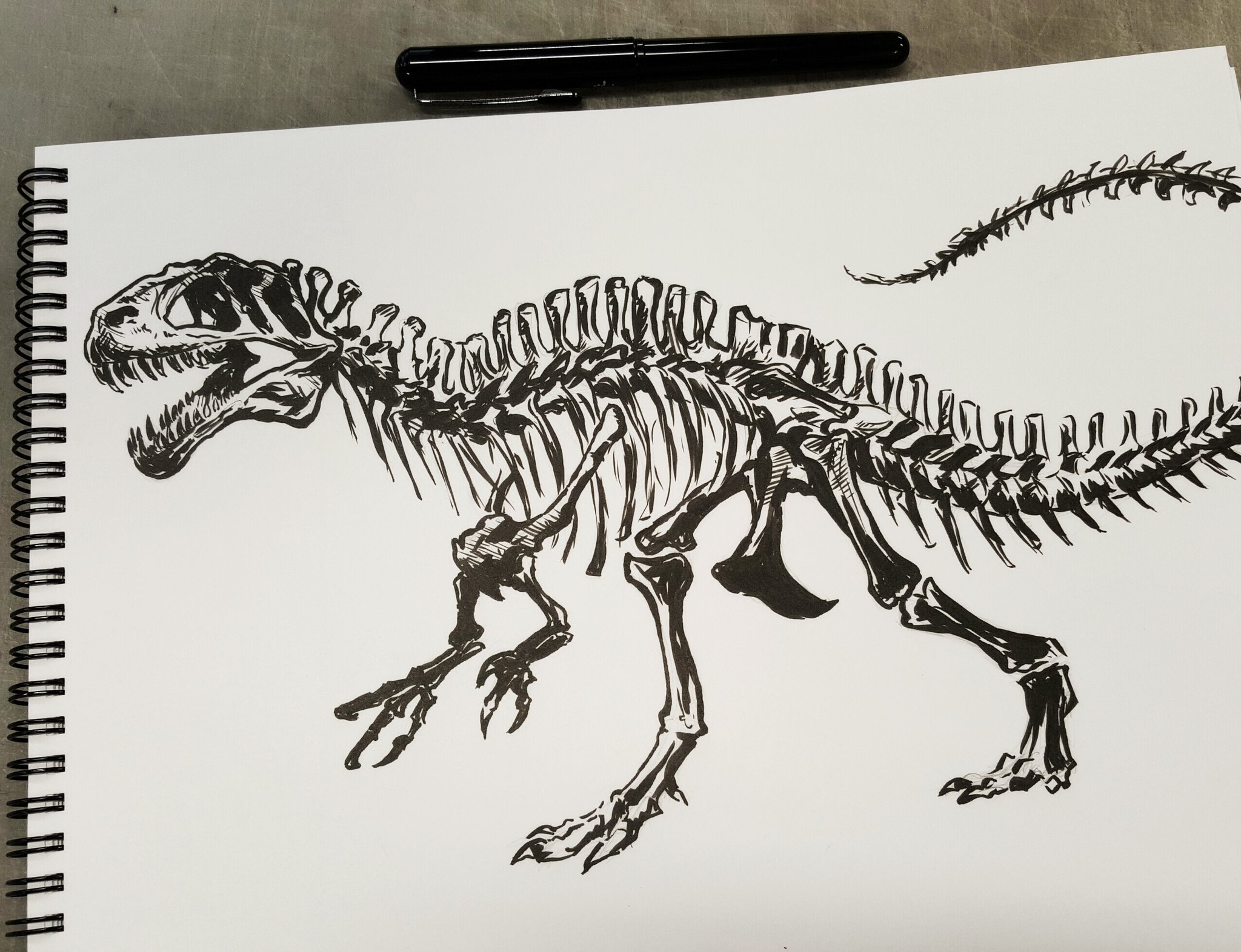 Dinosaur Bones Drawing