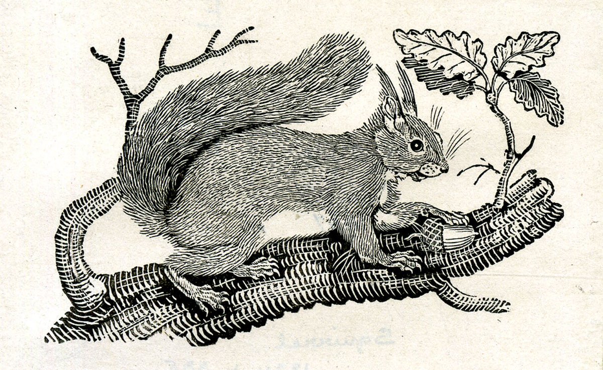 Squirrels have been appreciated for centuries, from medieval England to ...
