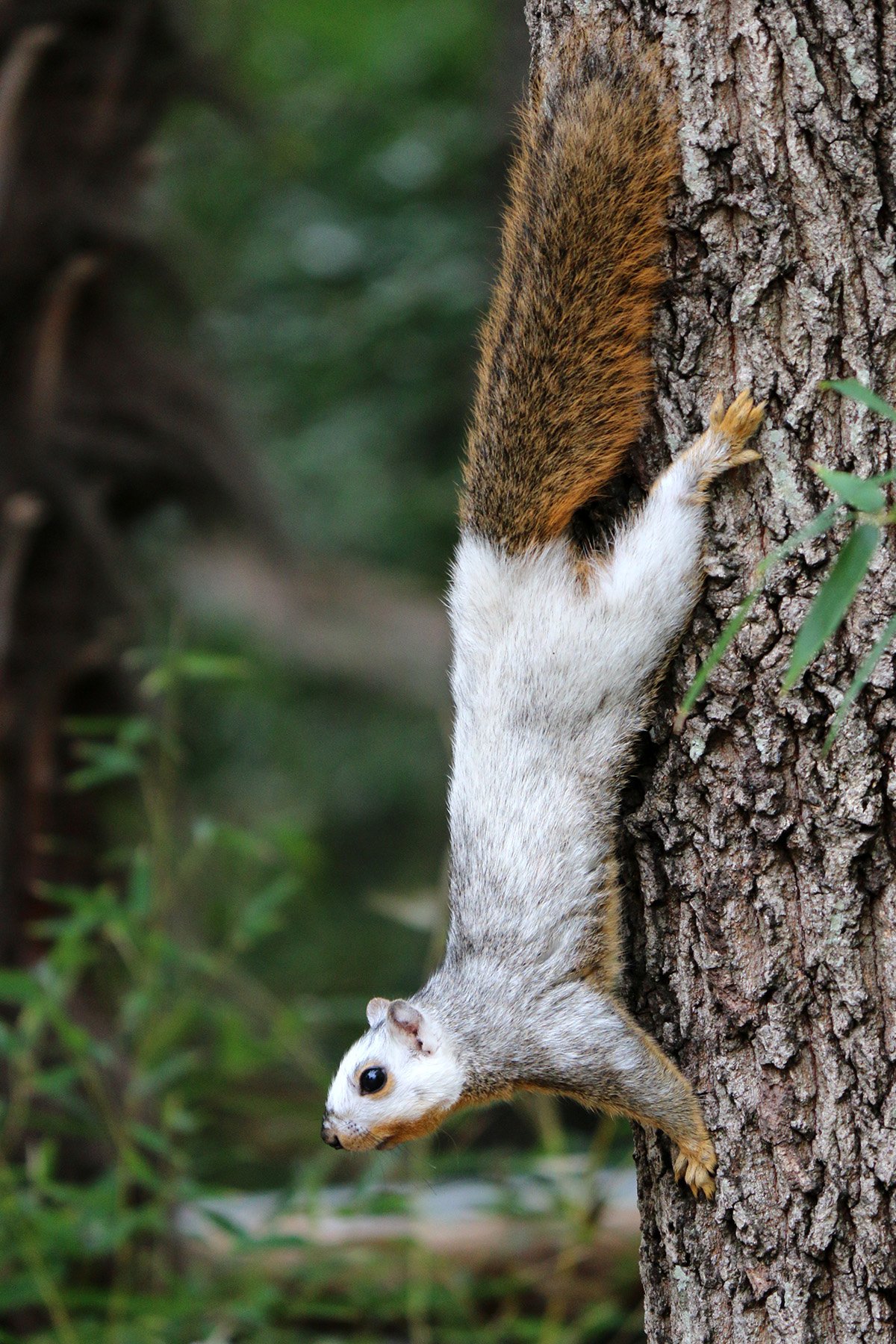 Piebald Squirrel