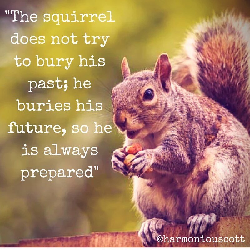Being Squirrel Quotes Squirrel Quote Stock Illustrations – 414