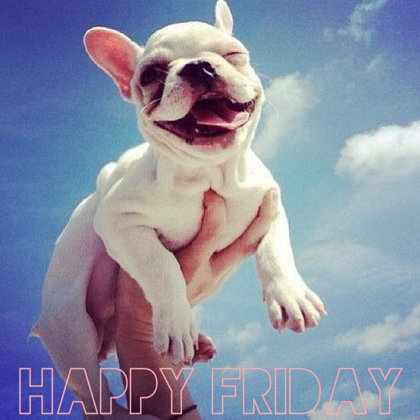 Happy Friday Bulldog