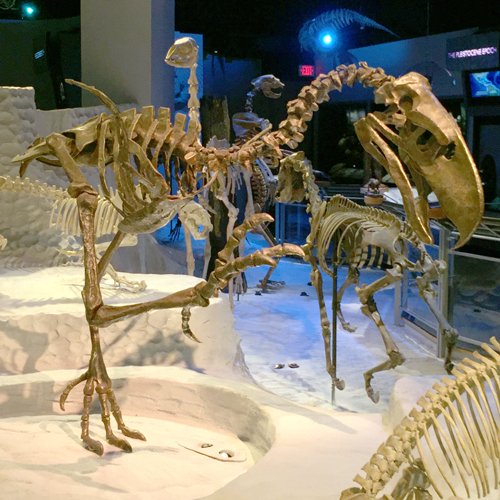 Titanis Walleri Skeleton