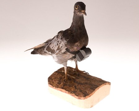 ICYMI: CIA Museum AotW: Pigeon Camera Pigeon missions are still ...