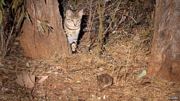 The Economist On Twitter Up To 20m Huge Feral Cats Roam Australia the-economist-on-twitter-up-to-20m-huge-feral-cats-roam-australia
