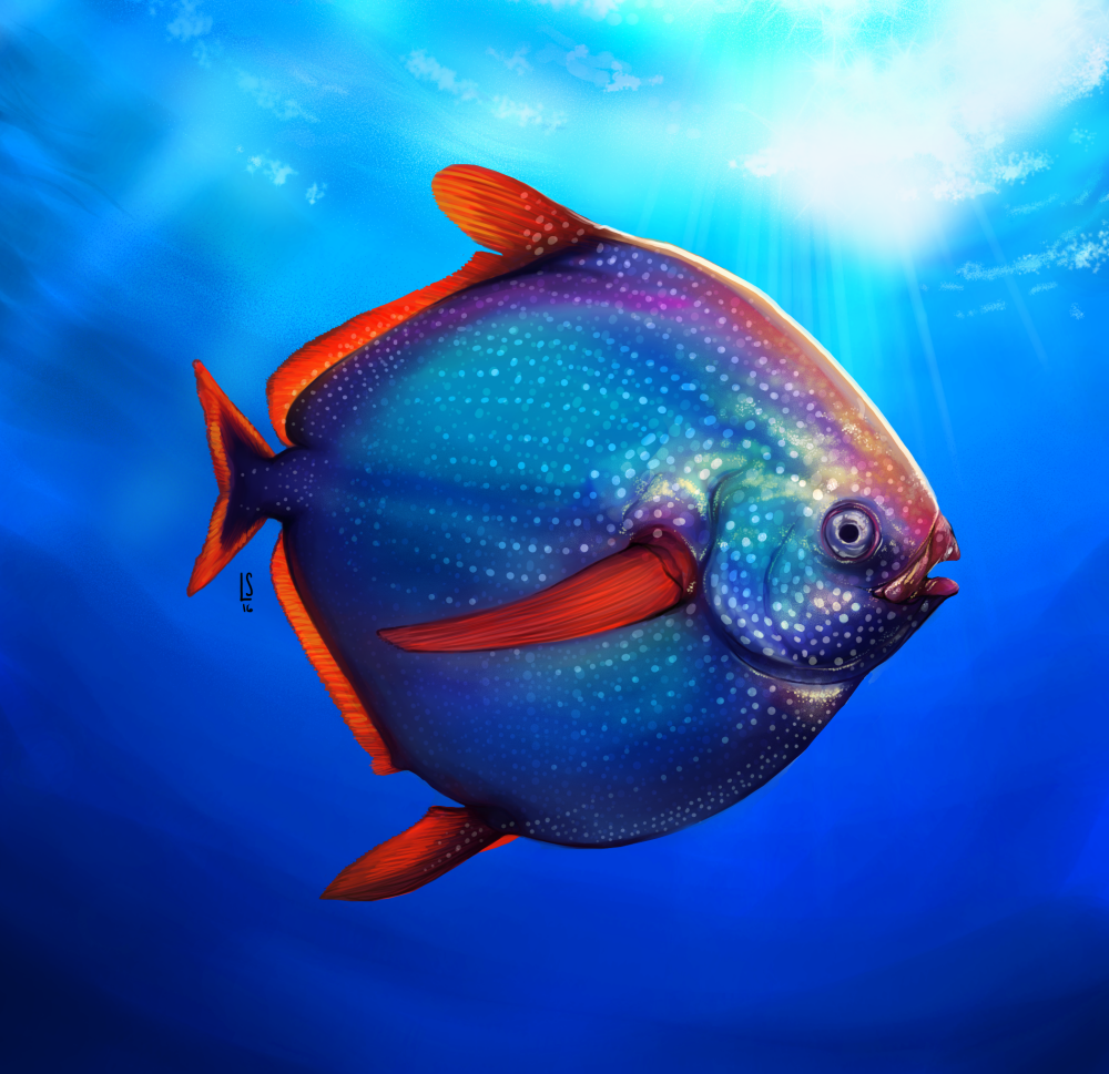 Moonfish Opah