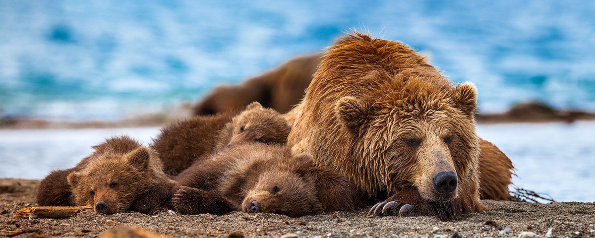 Maman ours a pris un énorme étirement semblable à du yoga avec ses deux ...