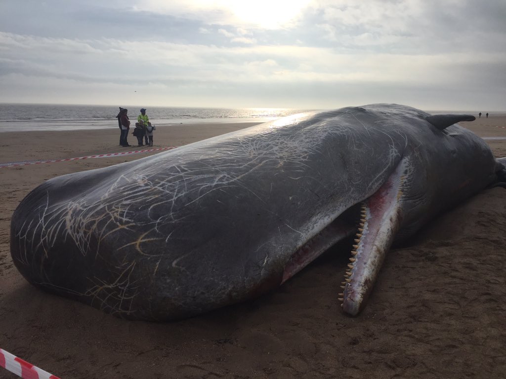 Sperm whale 'beached' on Norfolk coast has died - ITV News
