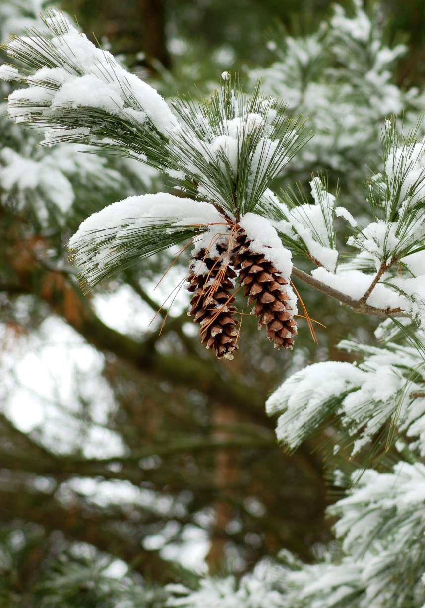 Maines State Tree White Pine