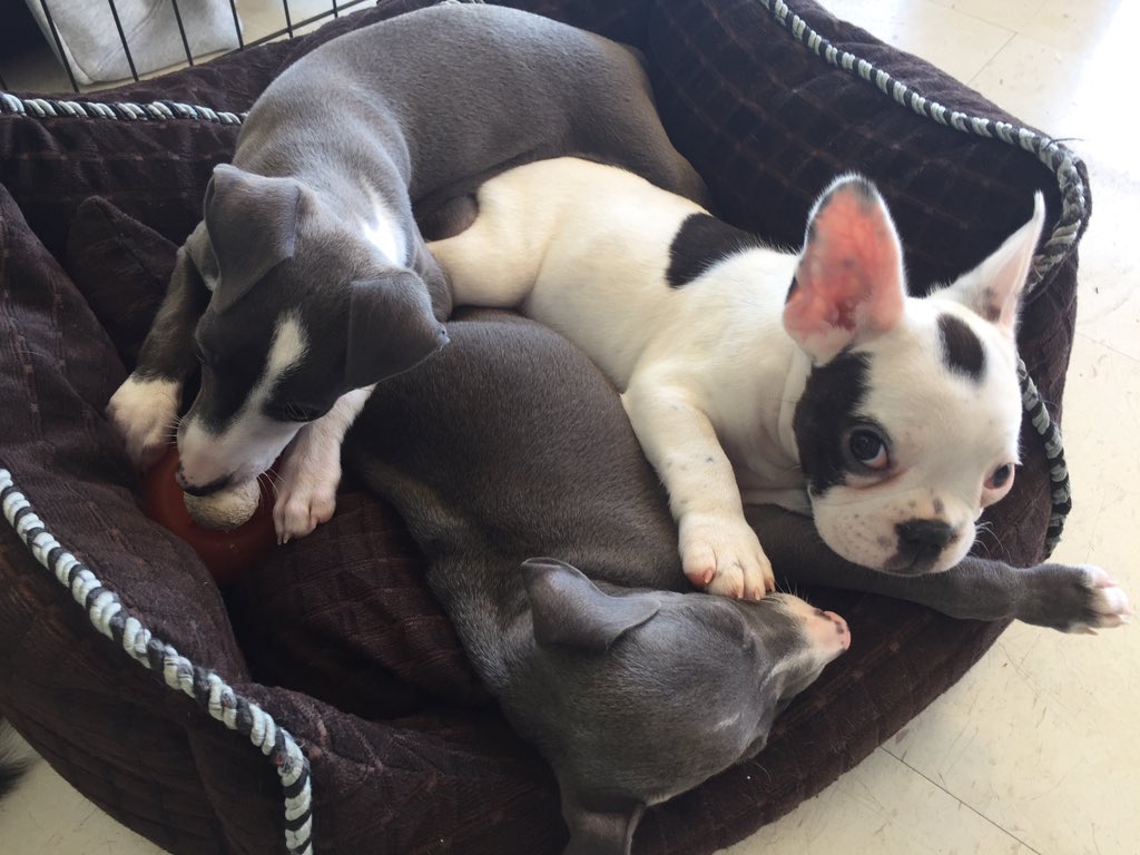 Bulldog Greyhound Mix