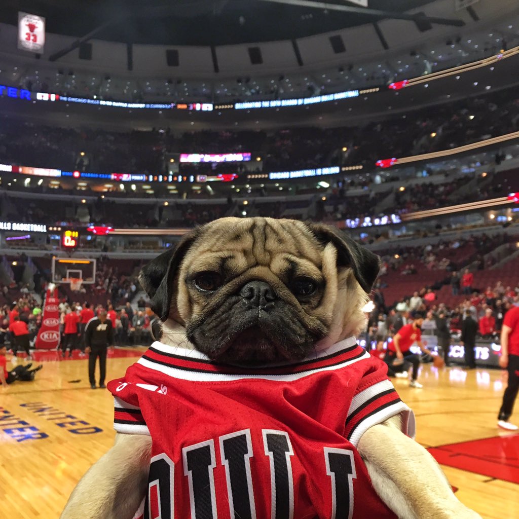 MVP valuable pug | Doug The Pug | Scoopnest