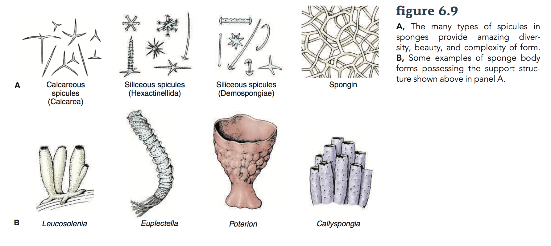 Class Calcarea Diagram