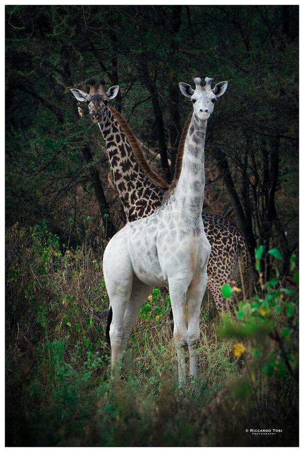 Leucistic Giraffe