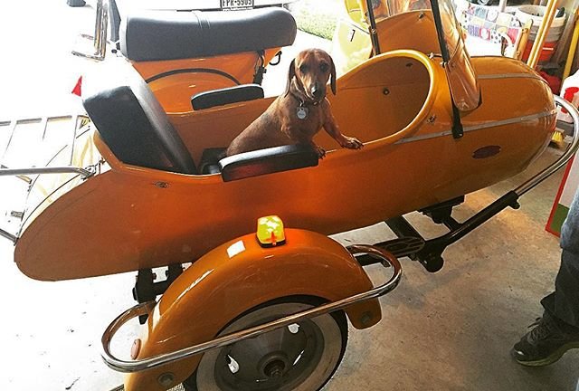 Vespa With Sidecar Dog