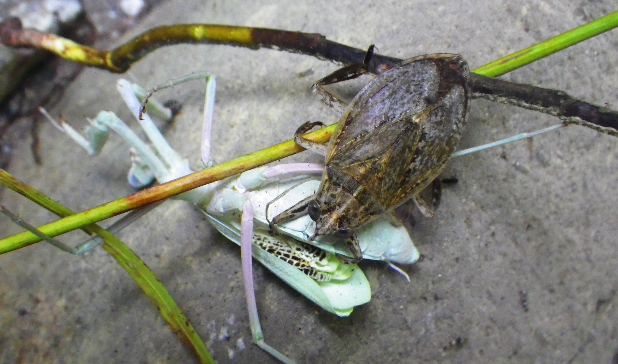 Giant Water Bug Eating Turtle
