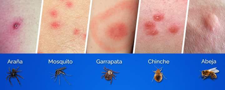 Bloc d´un Metge de Família: Imatges per diferenciar les diferents ...