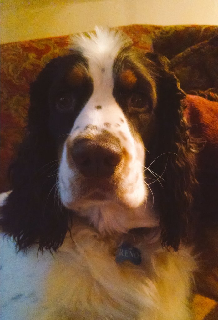 Why do some springers have long hair on the top of their heads and ...