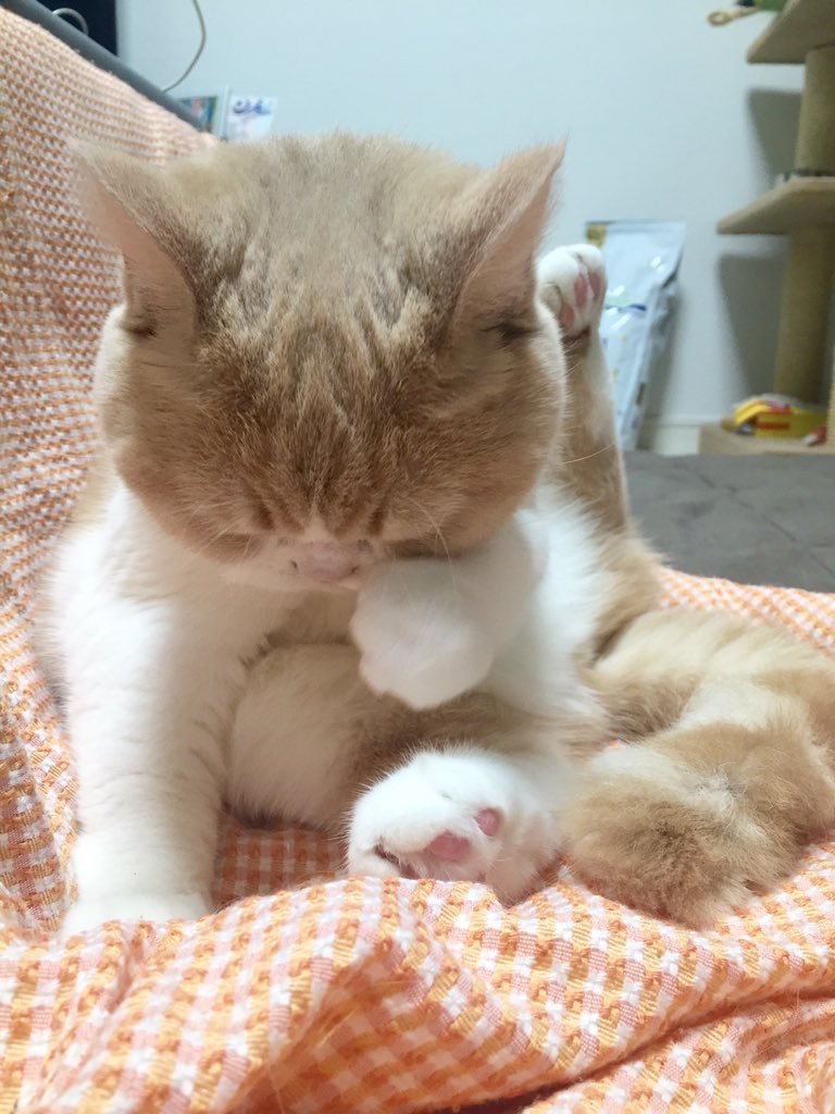 1000+ images about Cat - Koyuki on Pinterest | Funny cat images ...