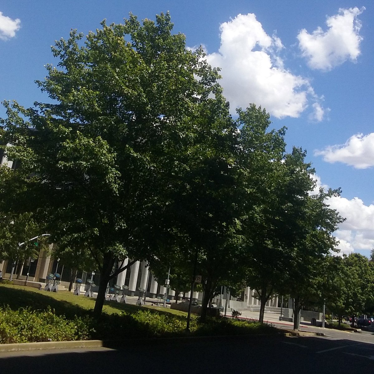 The Groves were God’s First Temples « Randolph Harris Research and ...