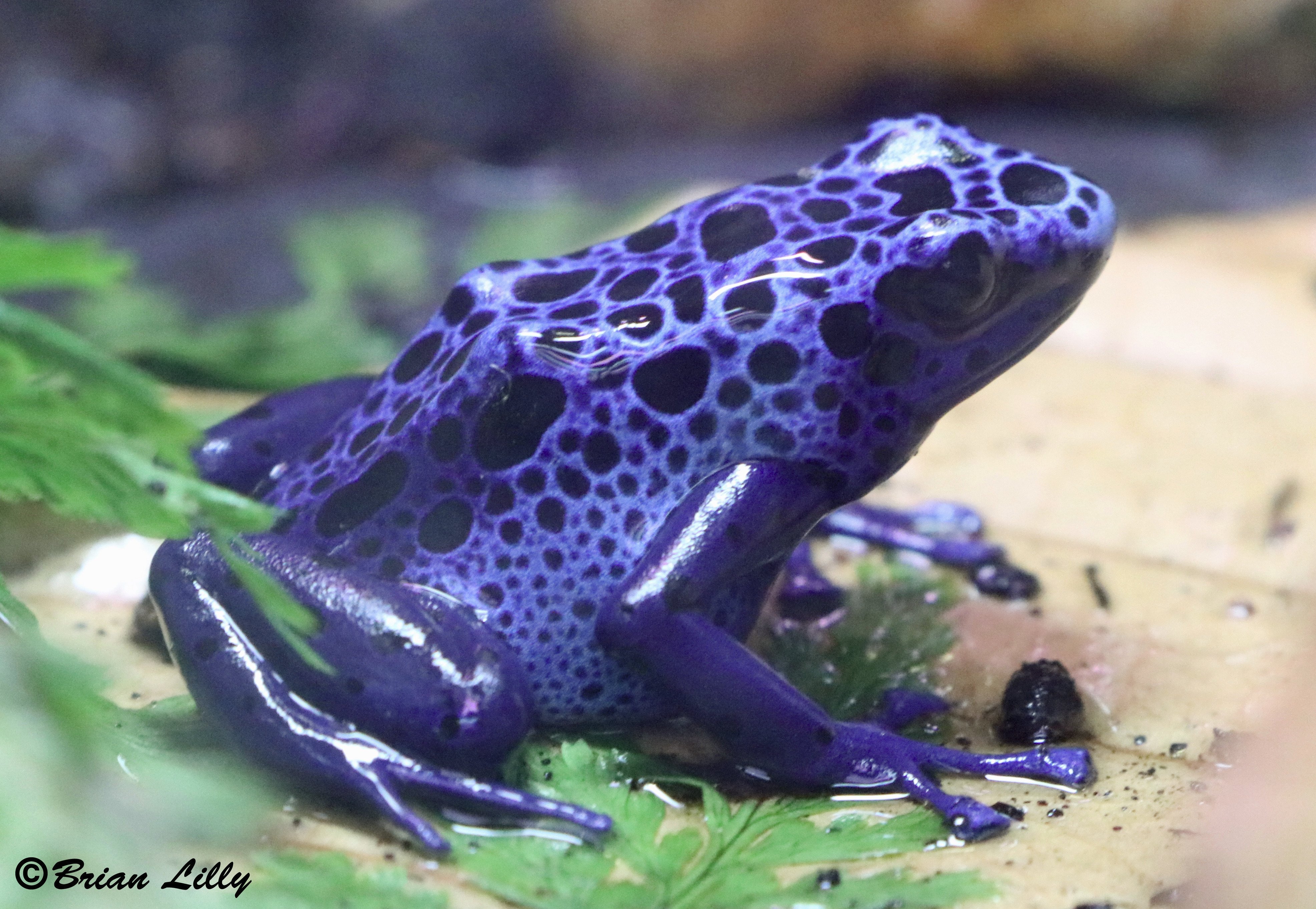 Poison Dart Frog Purple