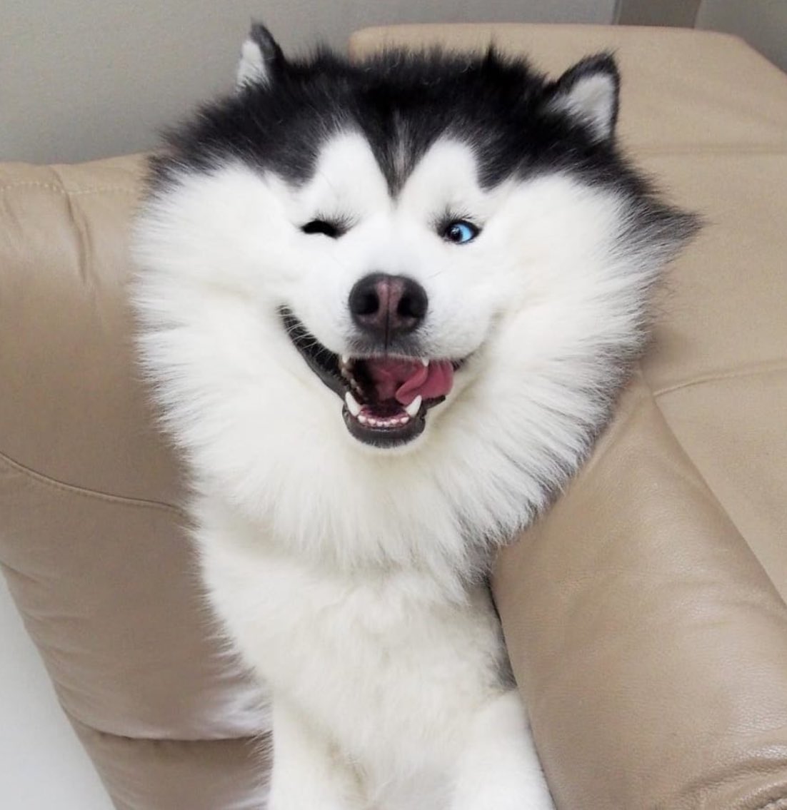 Comparte este Husky Siberiano de la felicidad para que le recuerdes a ...